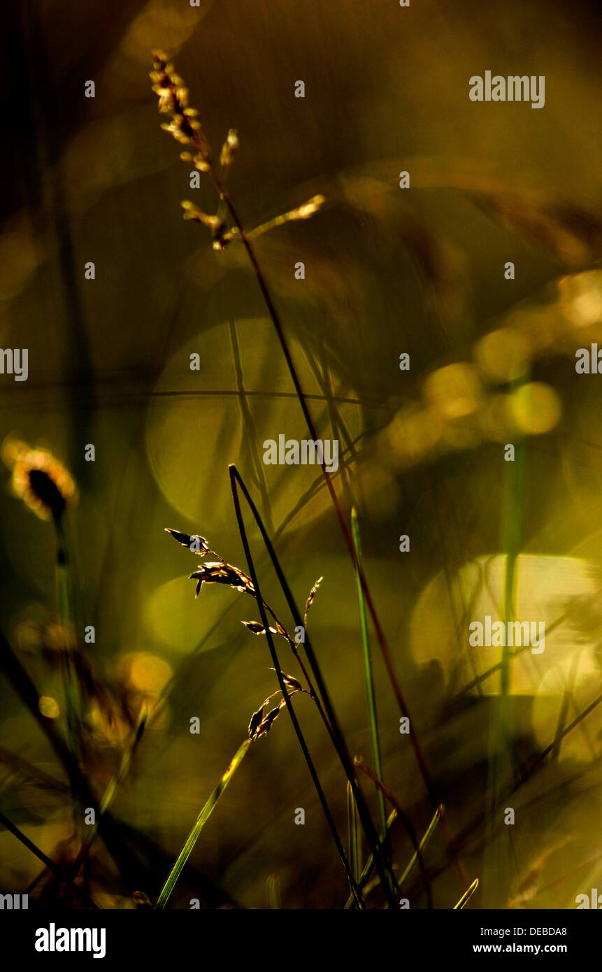 Grass in backlight Stock Photo - Alamy
