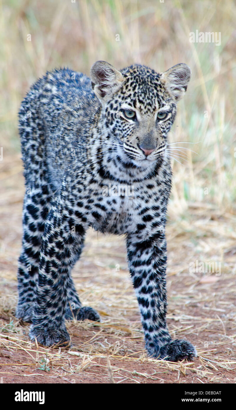 Wild leopard cub in the Masai Mara Stock Photo - Alamy