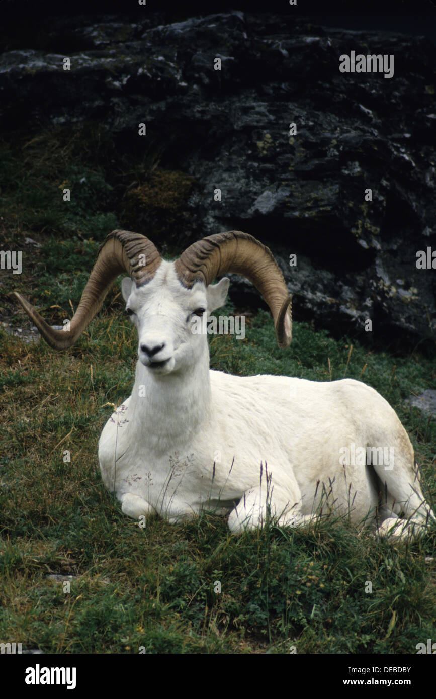 sheep, dall, denali, alaska, ram Stock Photo - Alamy