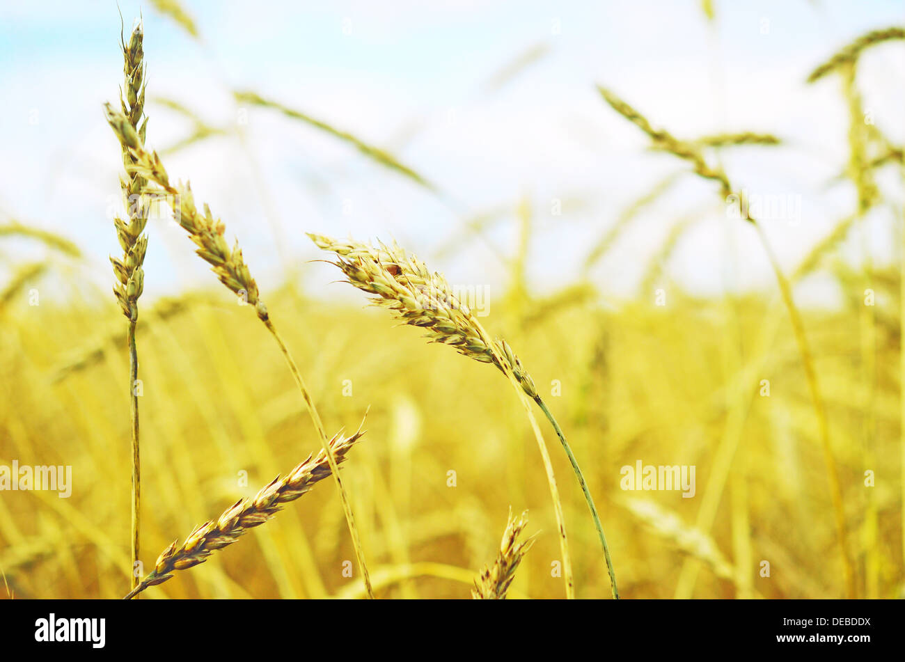 wheat field landscape Stock Photo - Alamy