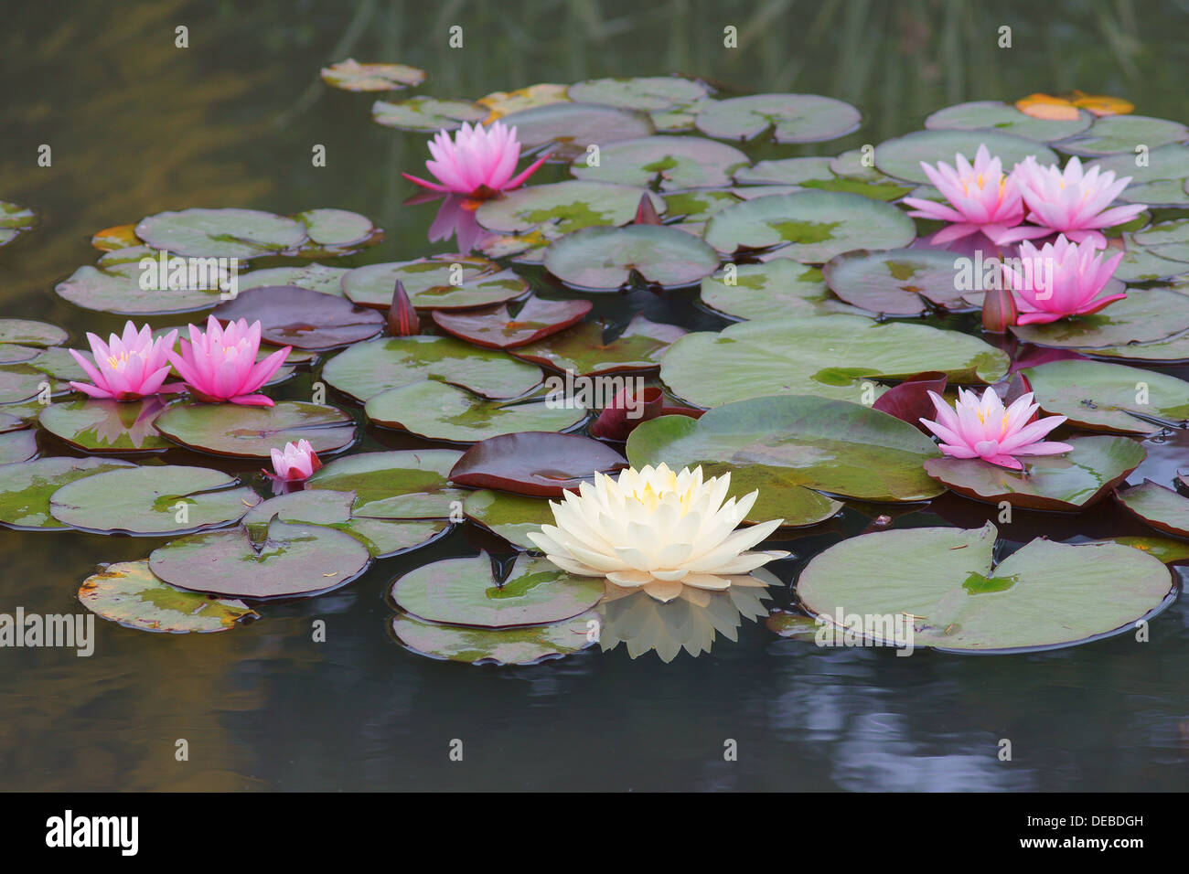 Cluster Of Water Lilies High Resolution Stock Photography and Images ...