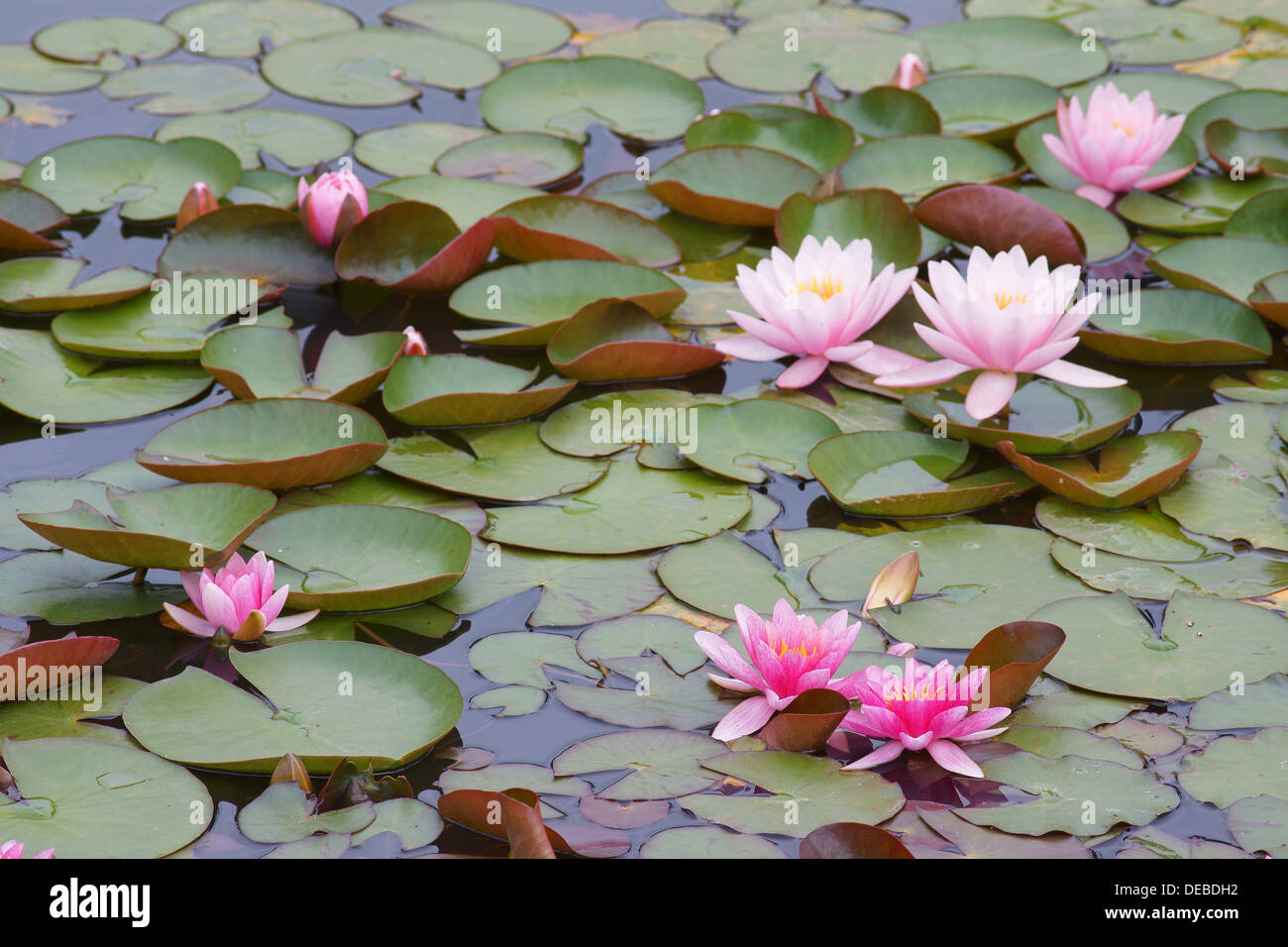 Cluster lilies hi-res stock photography and images - Alamy