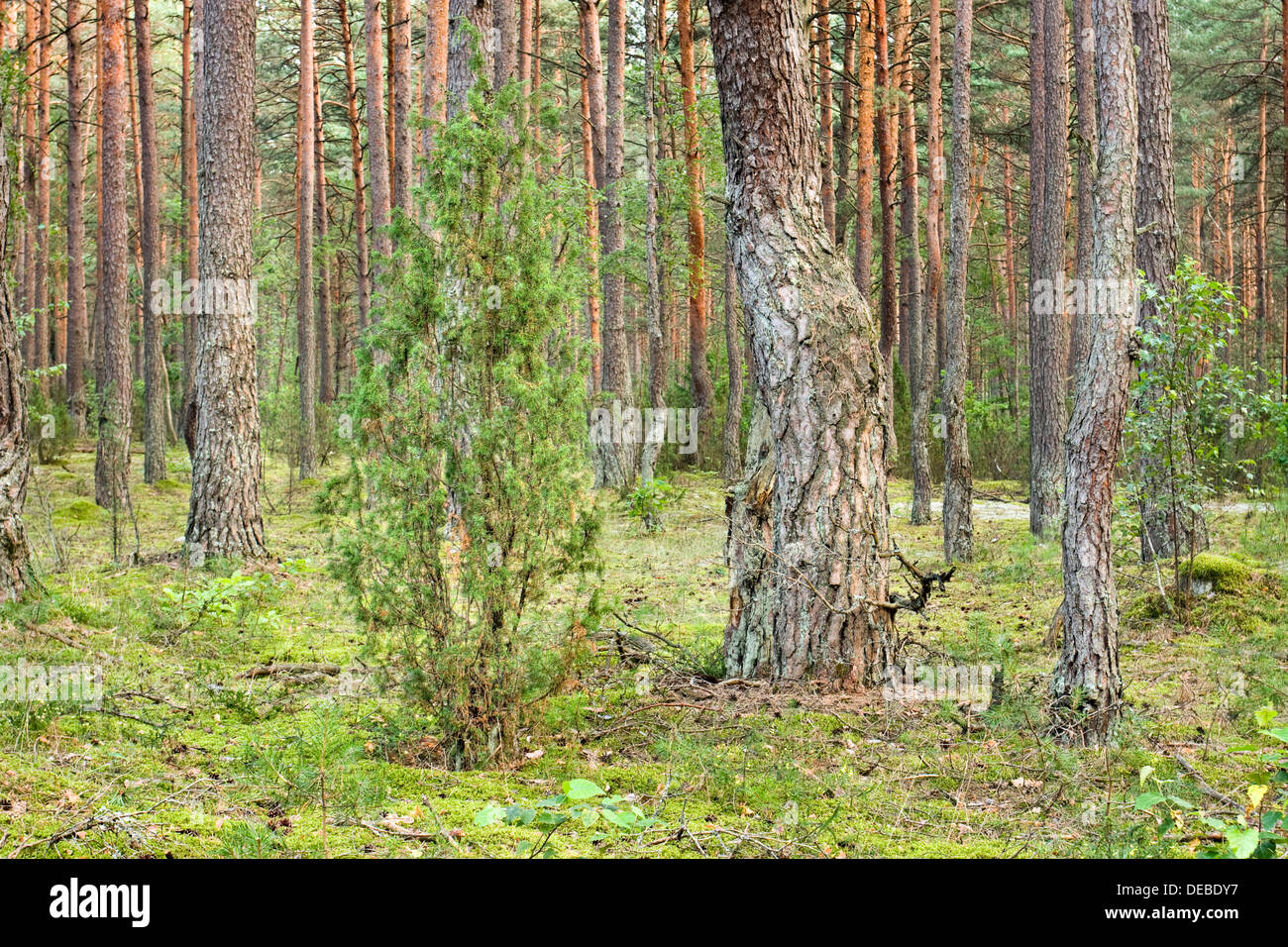 Forest near Roduka in Dzukijos National Park, Lithuania, Europe Stock ...