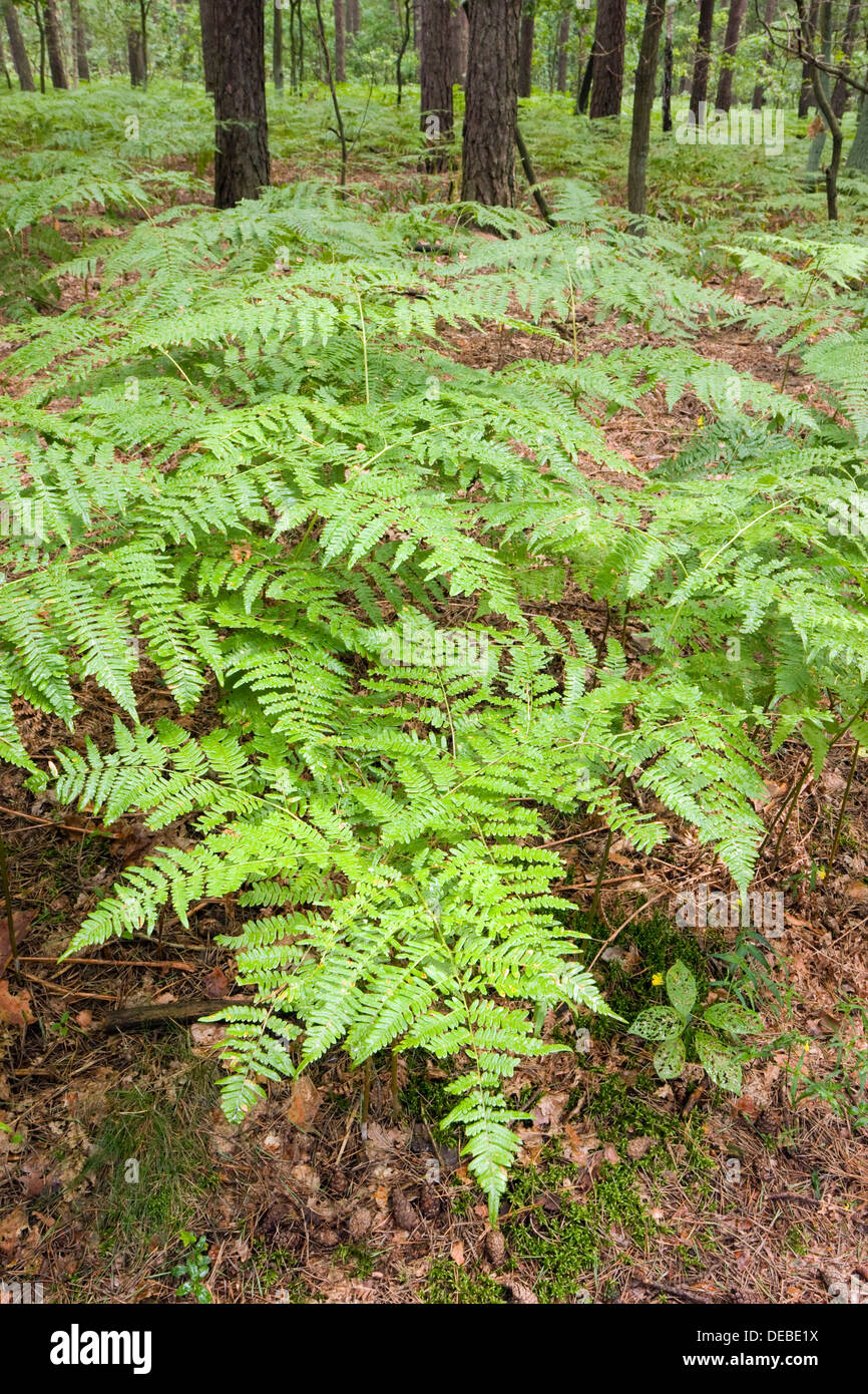 Ferns in forest near Roztoka, Kampinoski National Park, Poland, Europe ...
