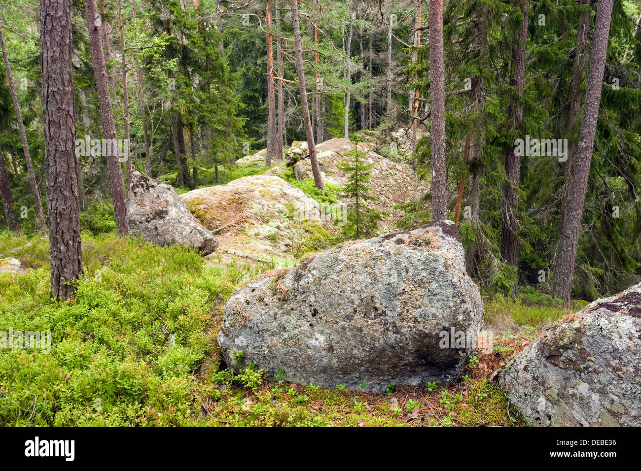 Forest Boulders