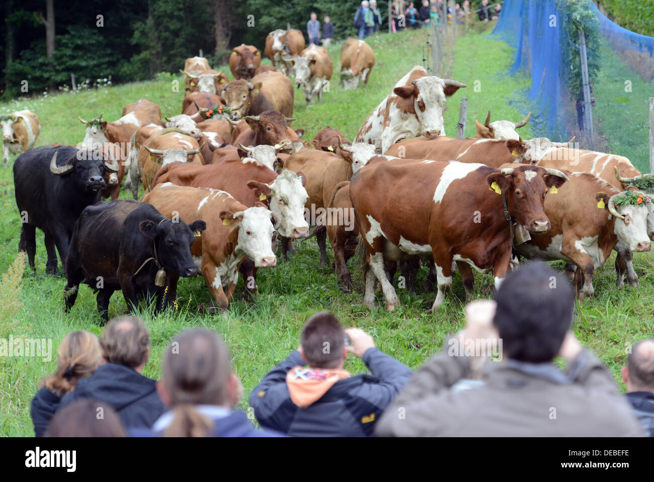 Glottertal, Germany. 15th Sep, 2013. Cows are taken down from the ...