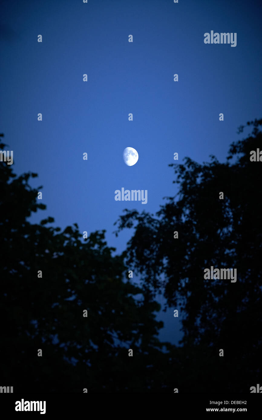 Moon with trees hi-res stock photography and images - Alamy