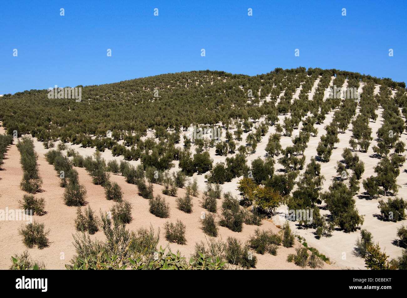 Olive groves, Montefrio, Granada Province, Andalusia, Spain, Western ...
