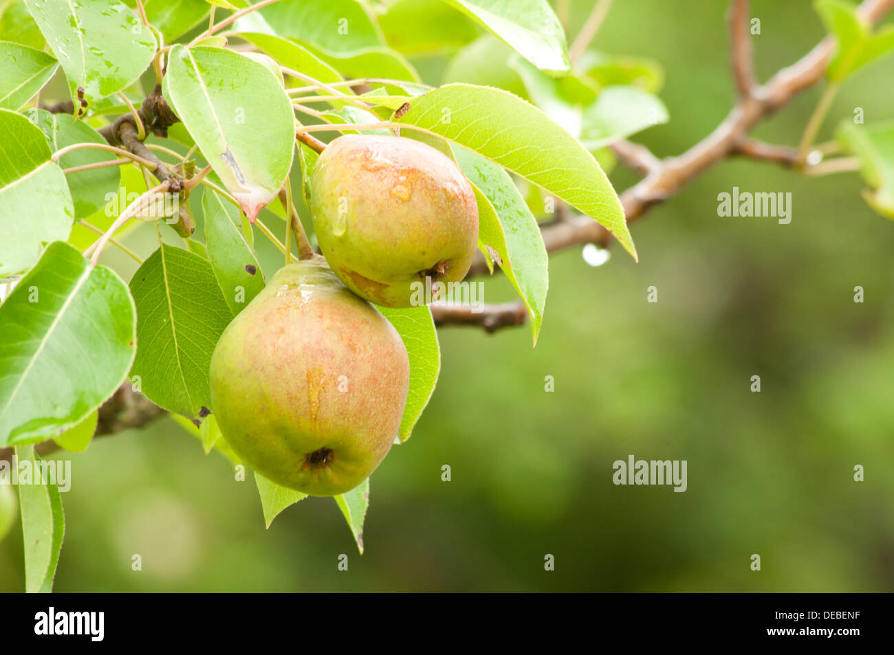 two pears on the tree branch Stock Photo - Alamy