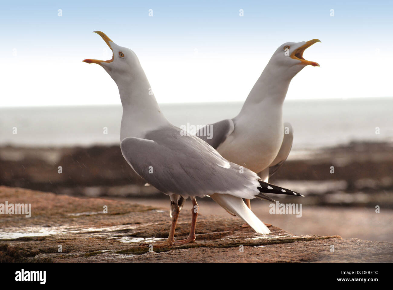 Screaching hi-res stock photography and images - Alamy