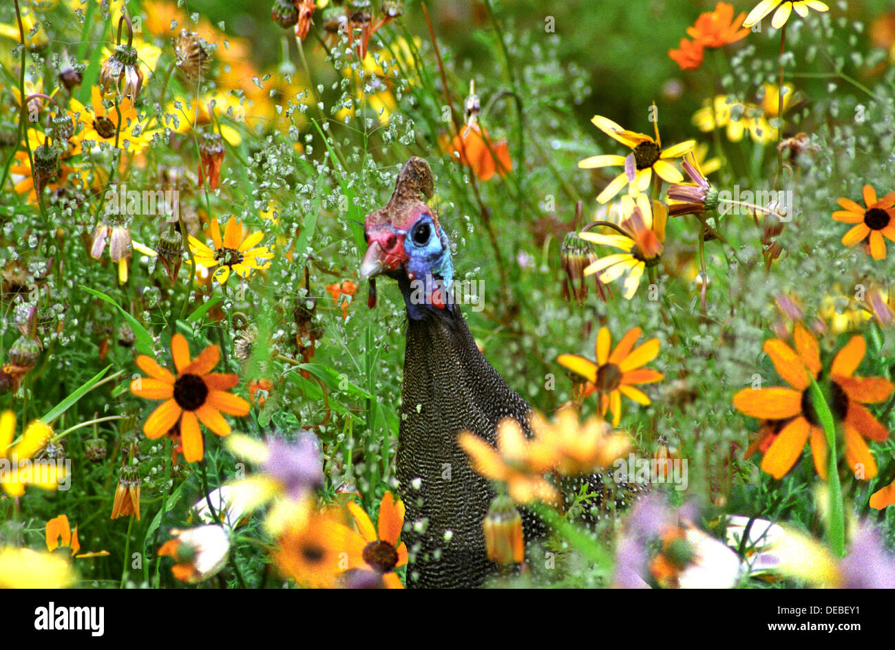 Guinea south africa hi-res stock photography and images - Alamy