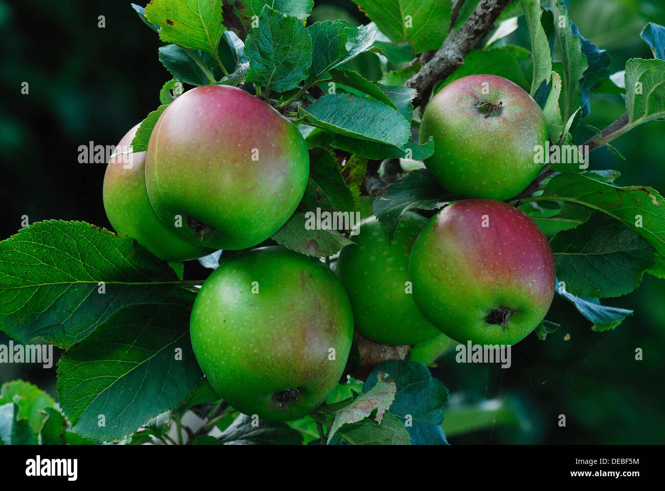 Newton wonder hi-res stock photography and images - Alamy