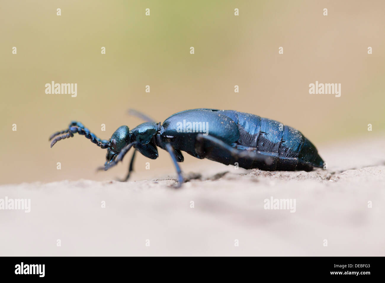 Oil Beetle; Spring; UK Stock Photo - Alamy