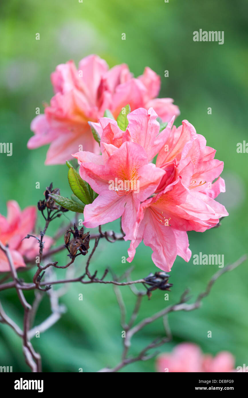 Pink azalea flowers Stock Photo - Alamy