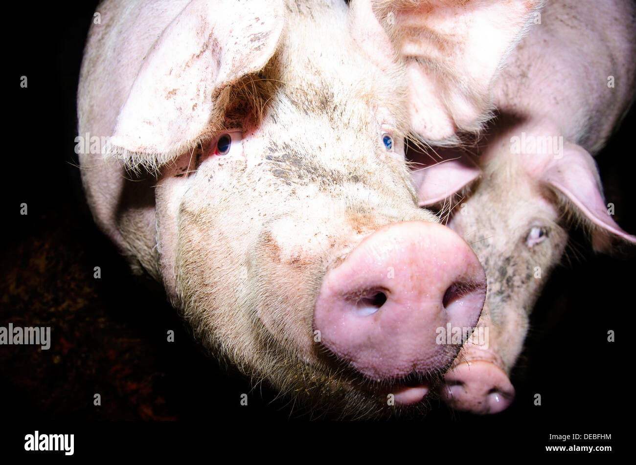 Two dirty pigs on a rural farm Stock Photo - Alamy