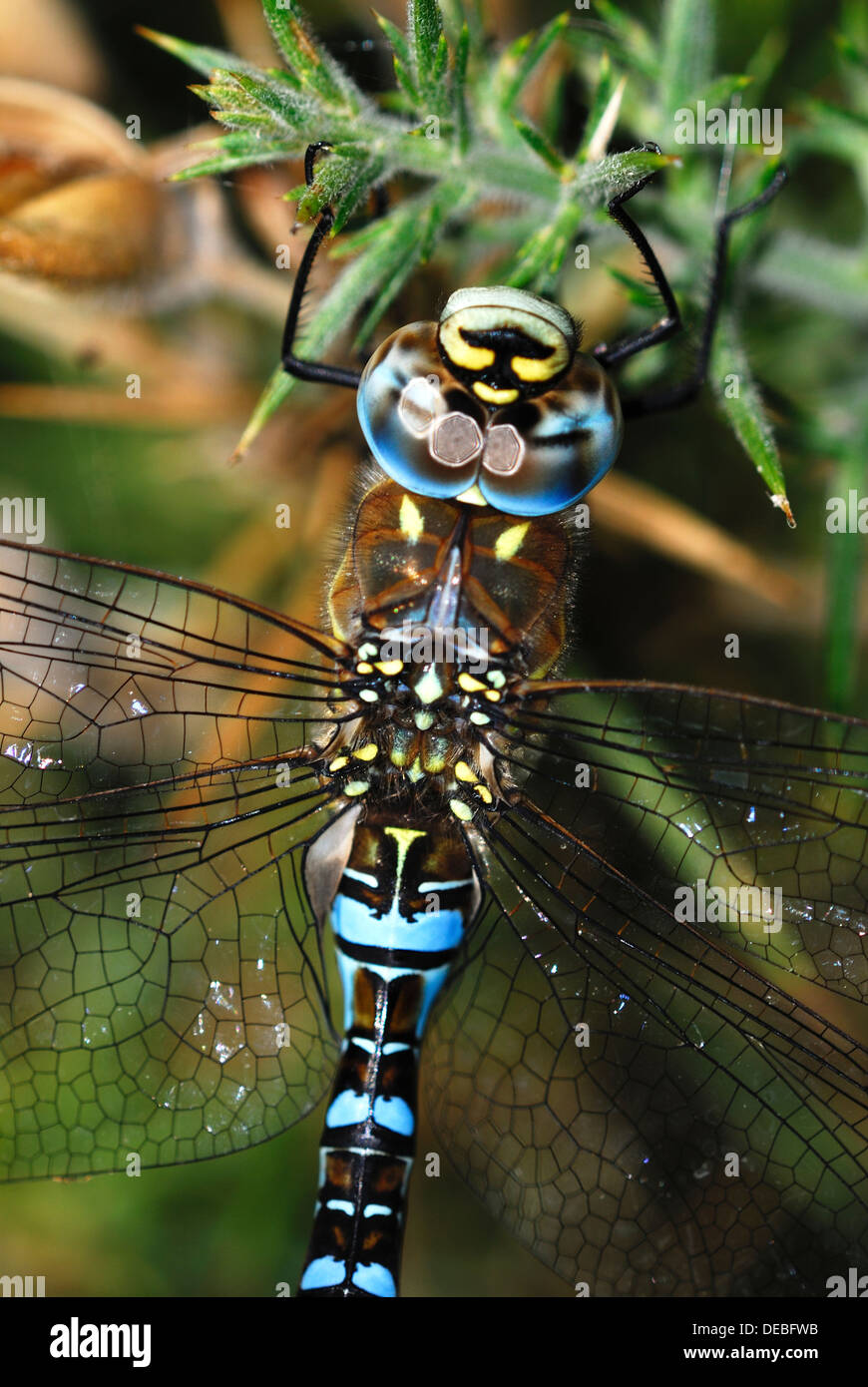 A migrant hawker dragonfly at rest on gorse UK Stock Photo - Alamy