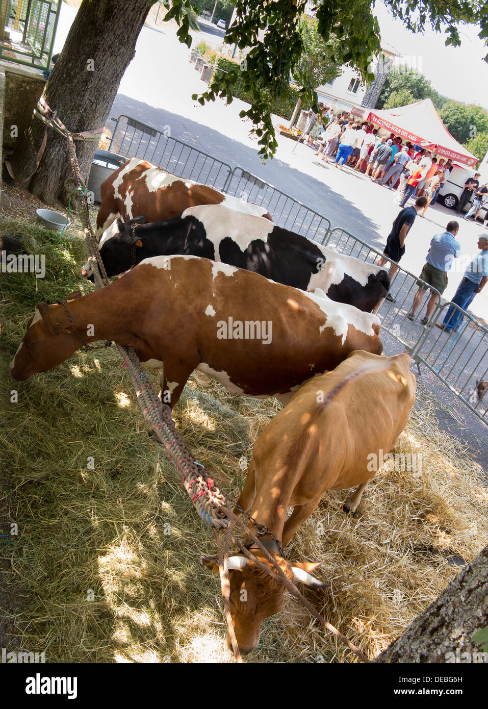 The Fete du Lait, Festival of Milk, for the commune of Siaugues-Ste ...