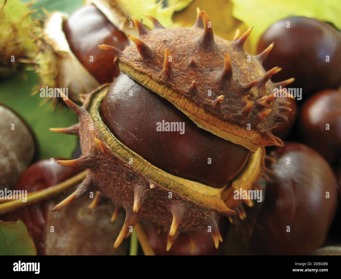The fruit of the chestnut has fallen from the tree and the jar Stock ...