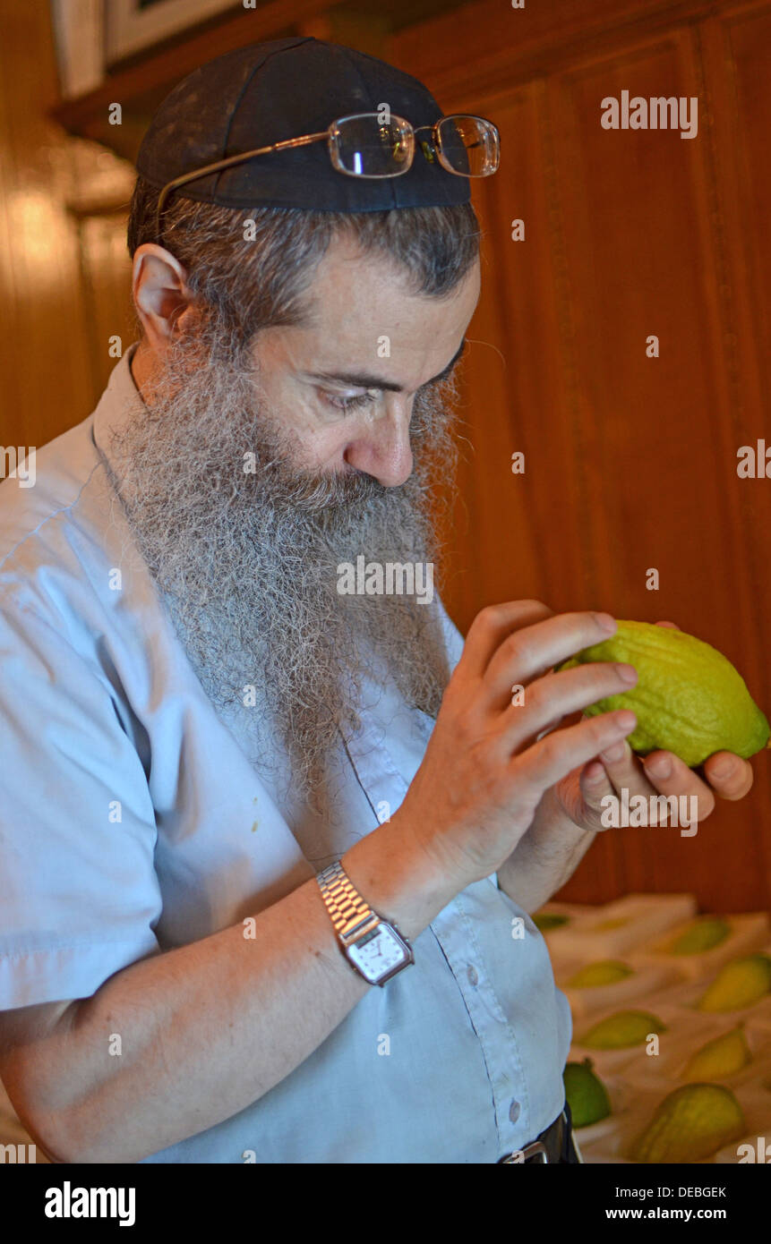 Orthodox religious Jewish man with a beard examines an Italian esrog ...