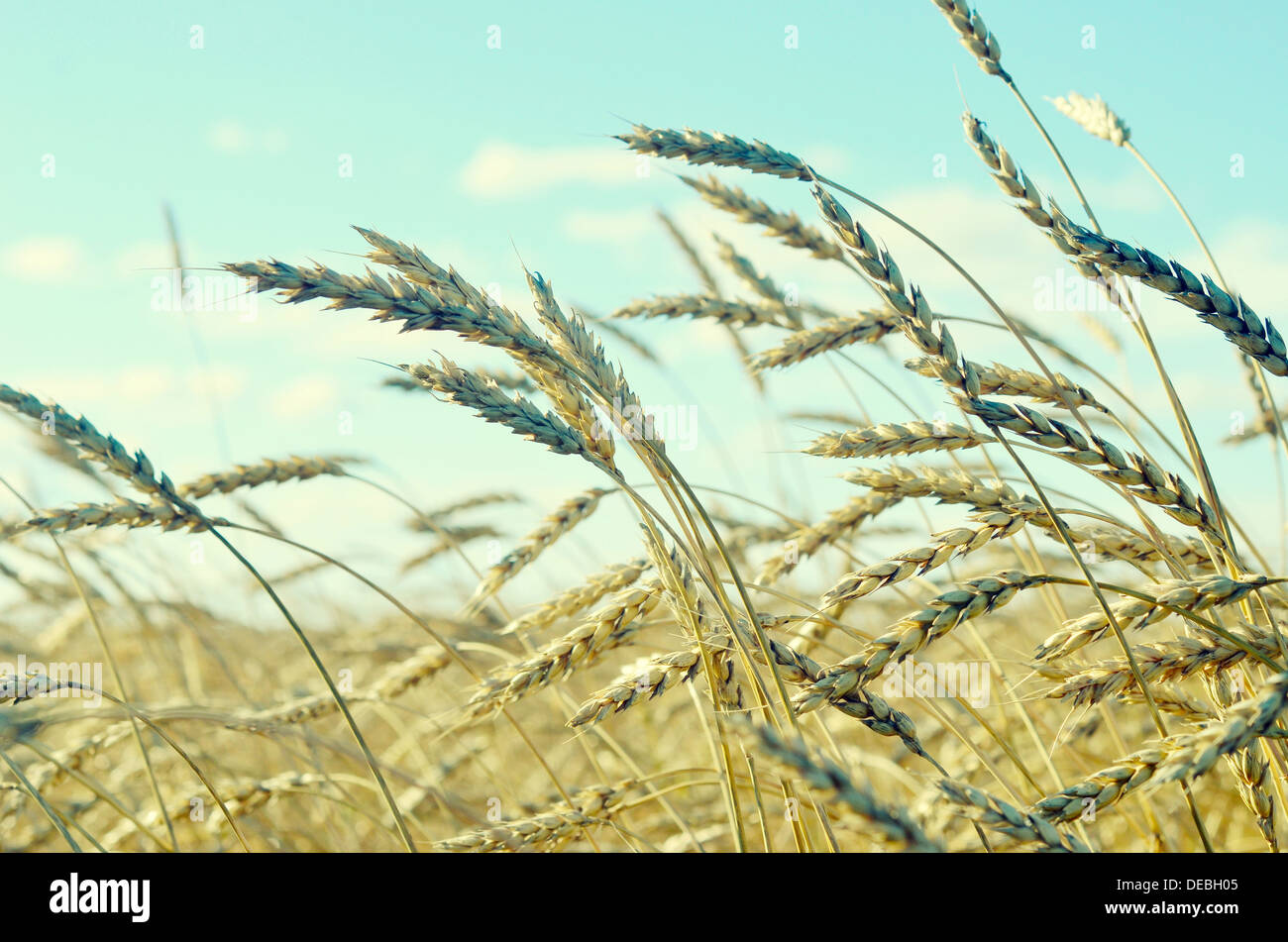 wheat field and blue sky Stock Photo - Alamy