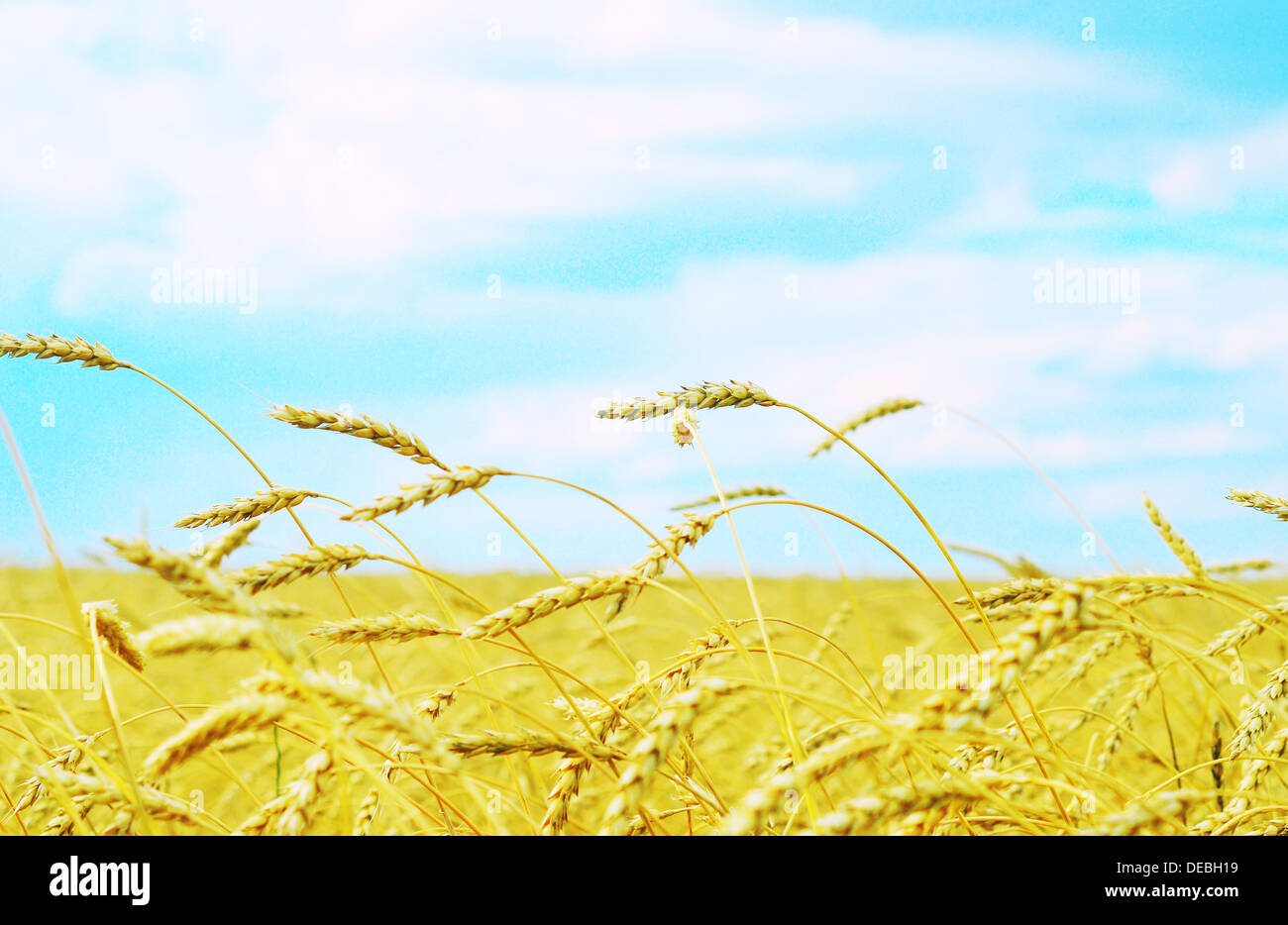 wheat field and blue sky Stock Photo - Alamy