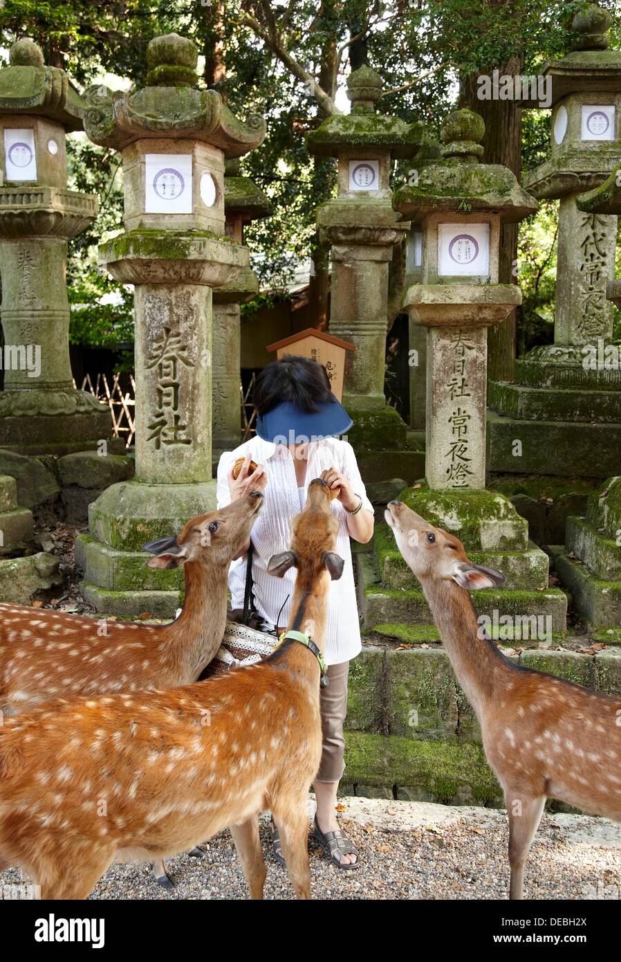 Nara park deer shrine hi-res stock photography and images - Alamy
