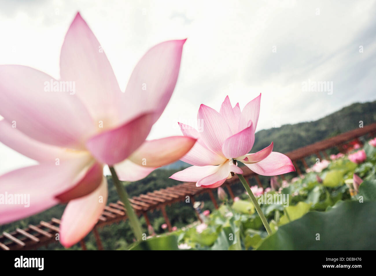 Two lotus flowers in water hi-res stock photography and images - Alamy