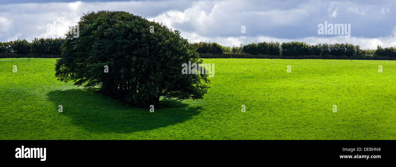 Clump of Trees in Exmoor Field Stock Photo - Alamy
