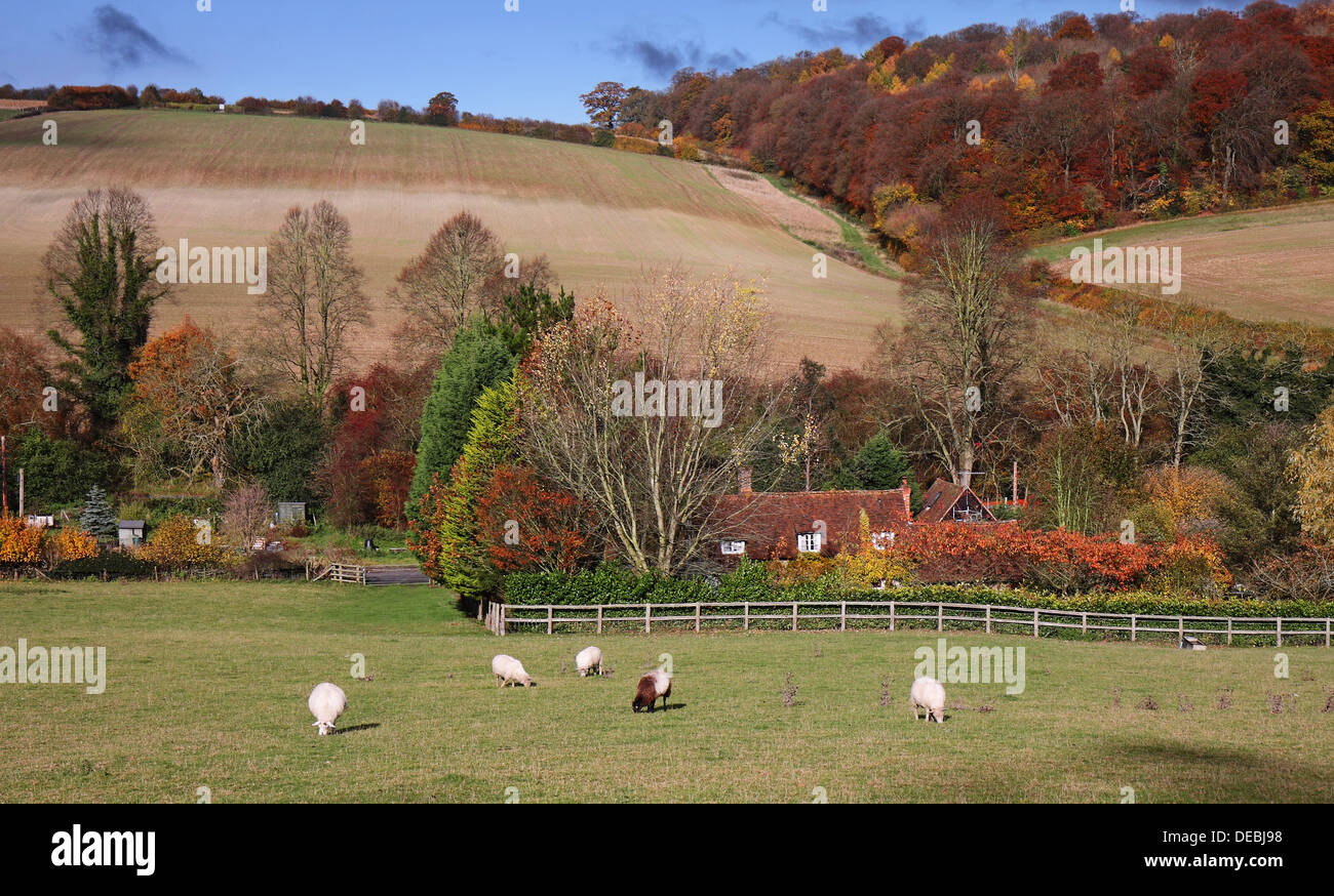 An English Rural Landscape in the Chiltern Hills in Autumn with grazing ...