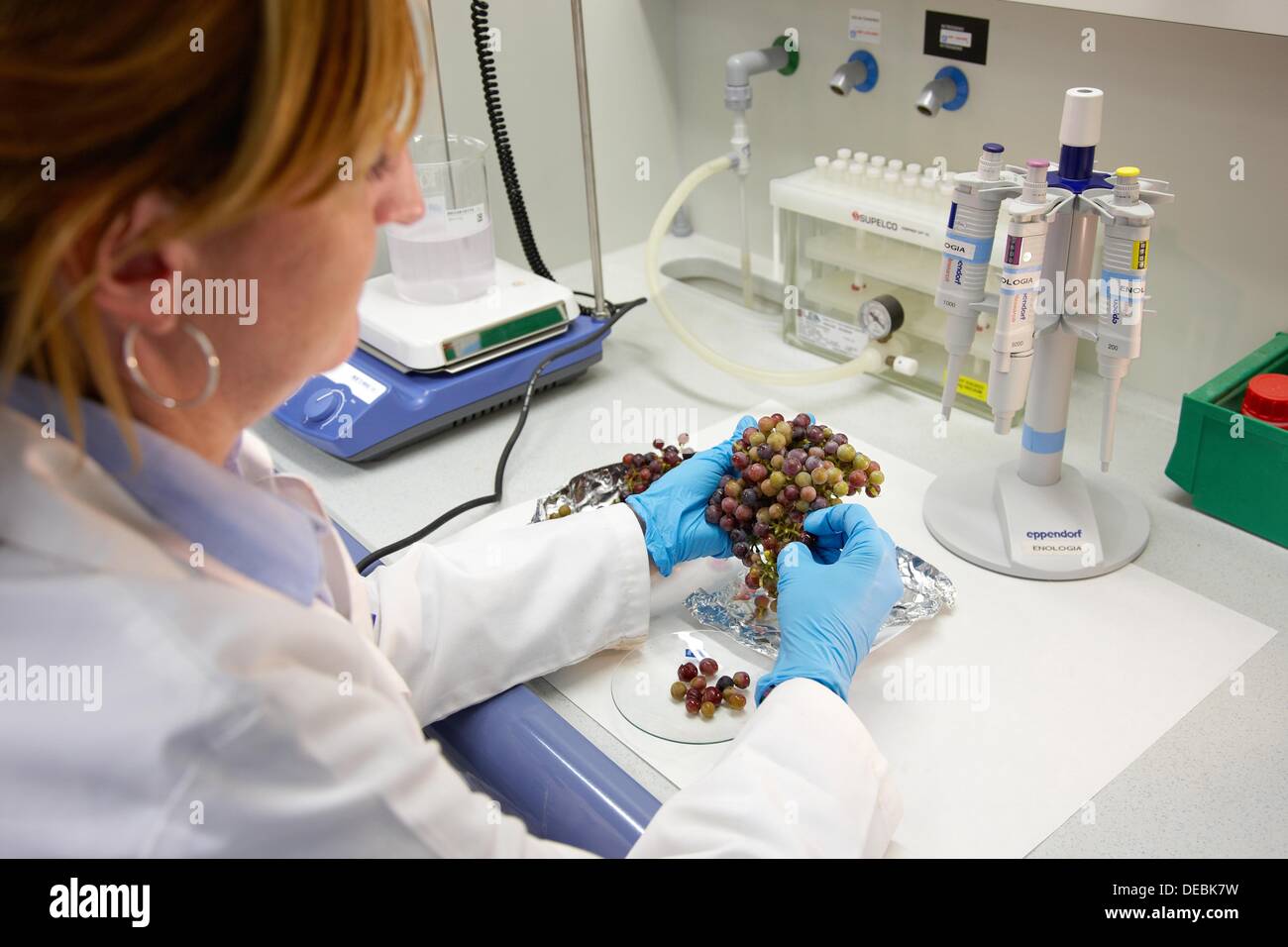 Research grapes hi-res stock photography and images - Alamy