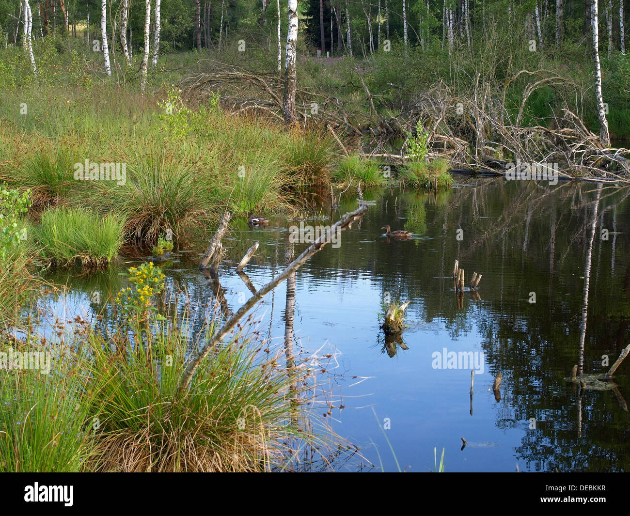 highmoor, hill moor, continental raised bog / Arracher Hochmoor ...