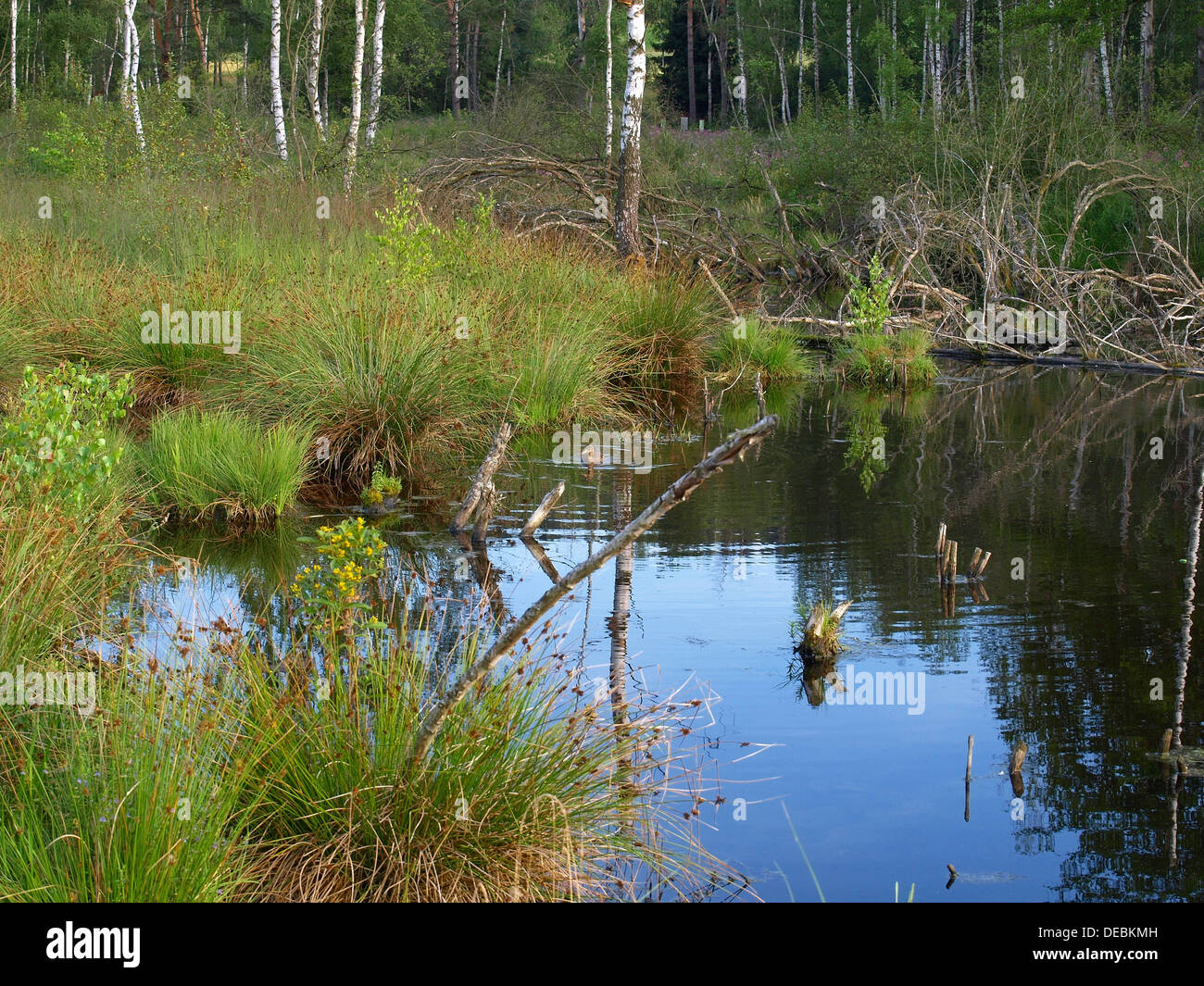 highmoor, hill moor, continental raised bog / Arracher Hochmoor ...