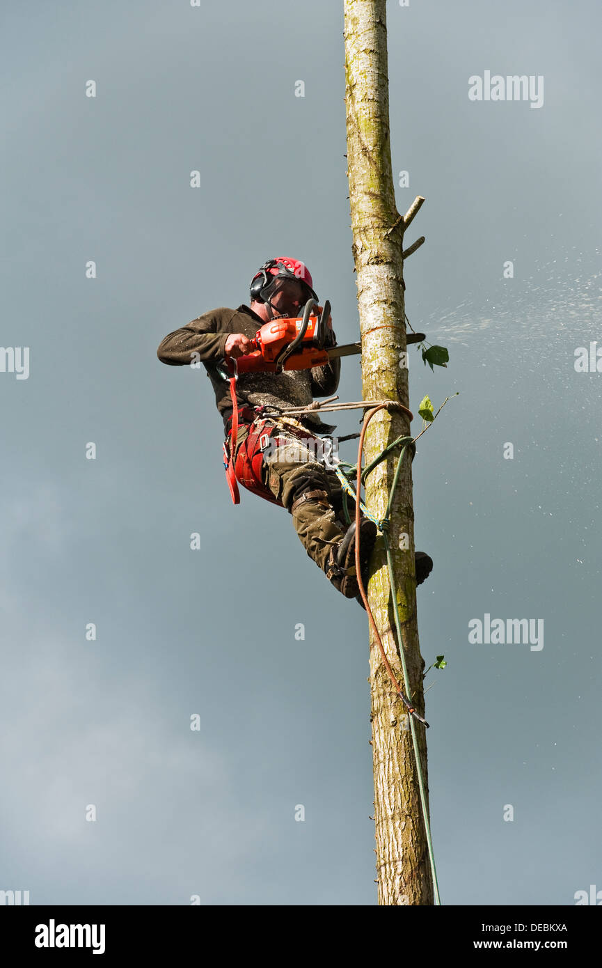Tree surgeon arborist in full hi-res stock photography and images - Alamy