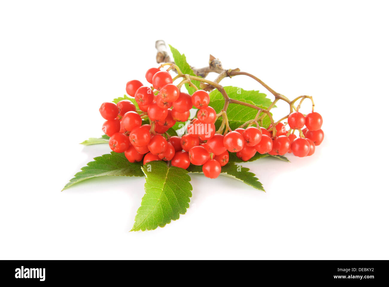 Rowanberry hi-res stock photography and images - Alamy