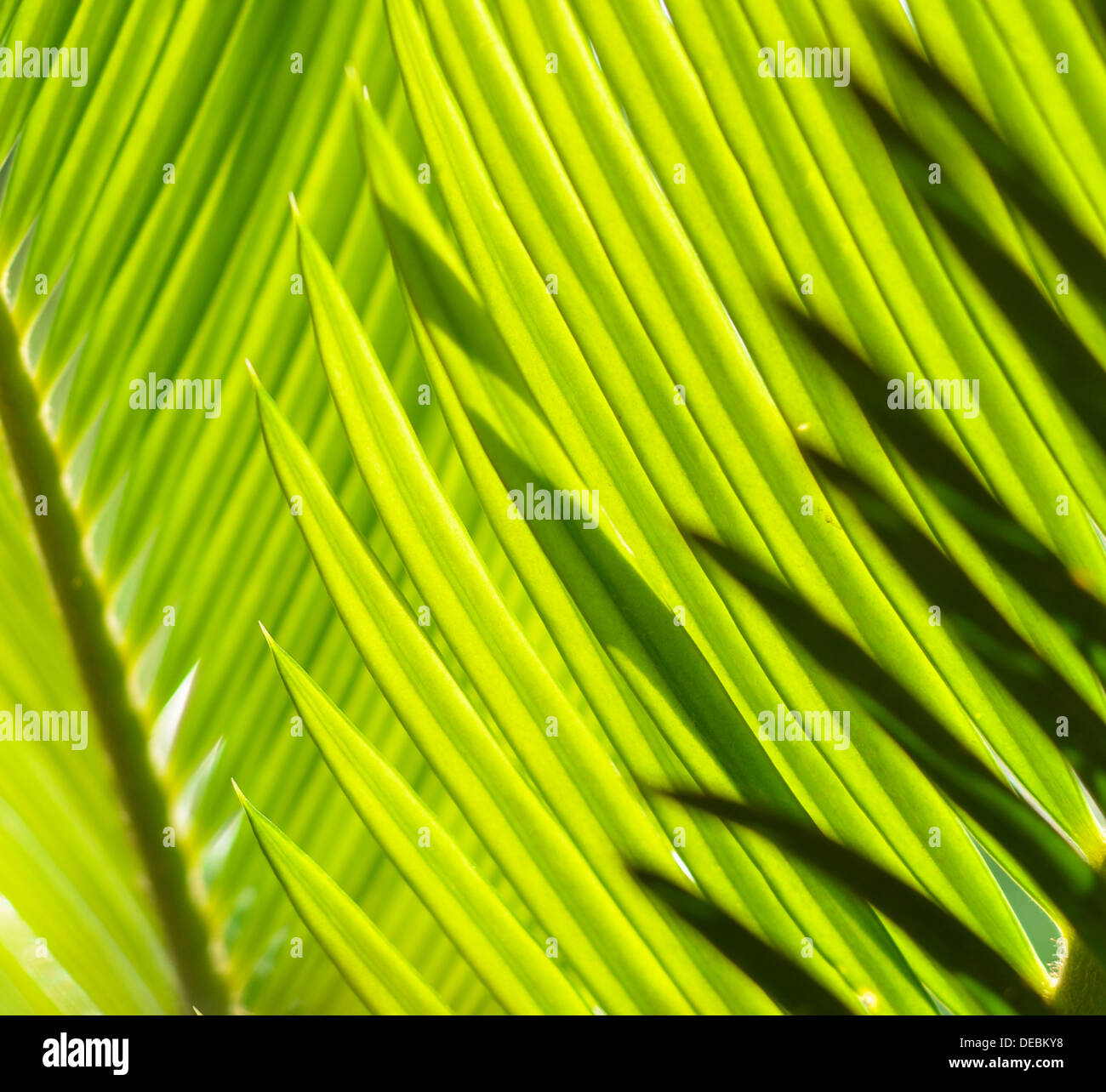 Palm leaf abstract background Stock Photo - Alamy