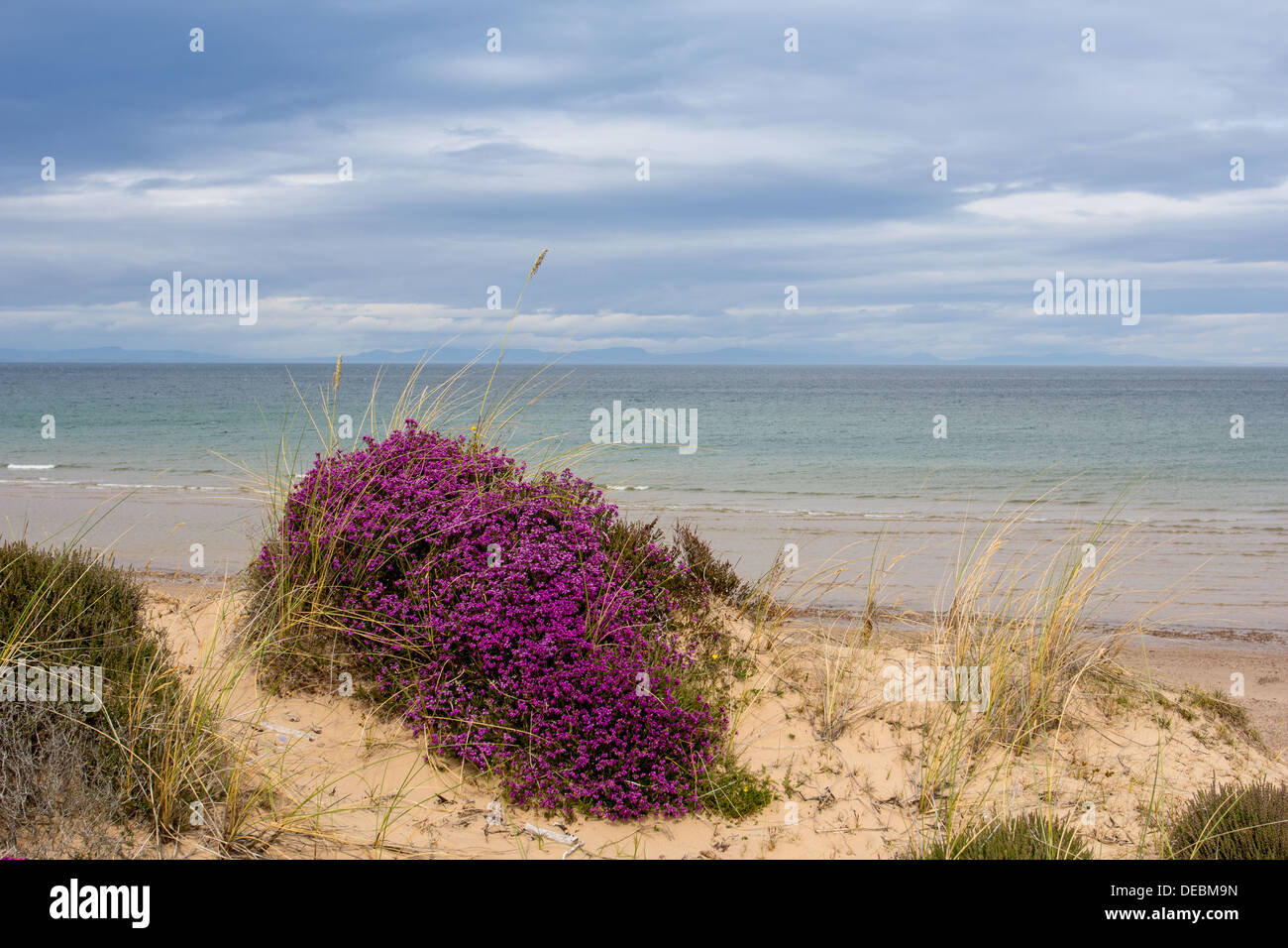 Heather sand hi-res stock photography and images - Alamy