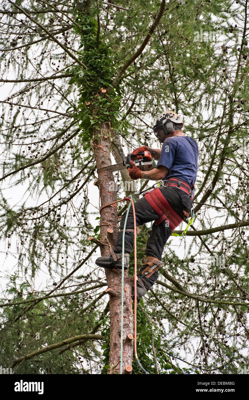 A tree surgeon (arborist) at work topping a larch tree, wearing a ...