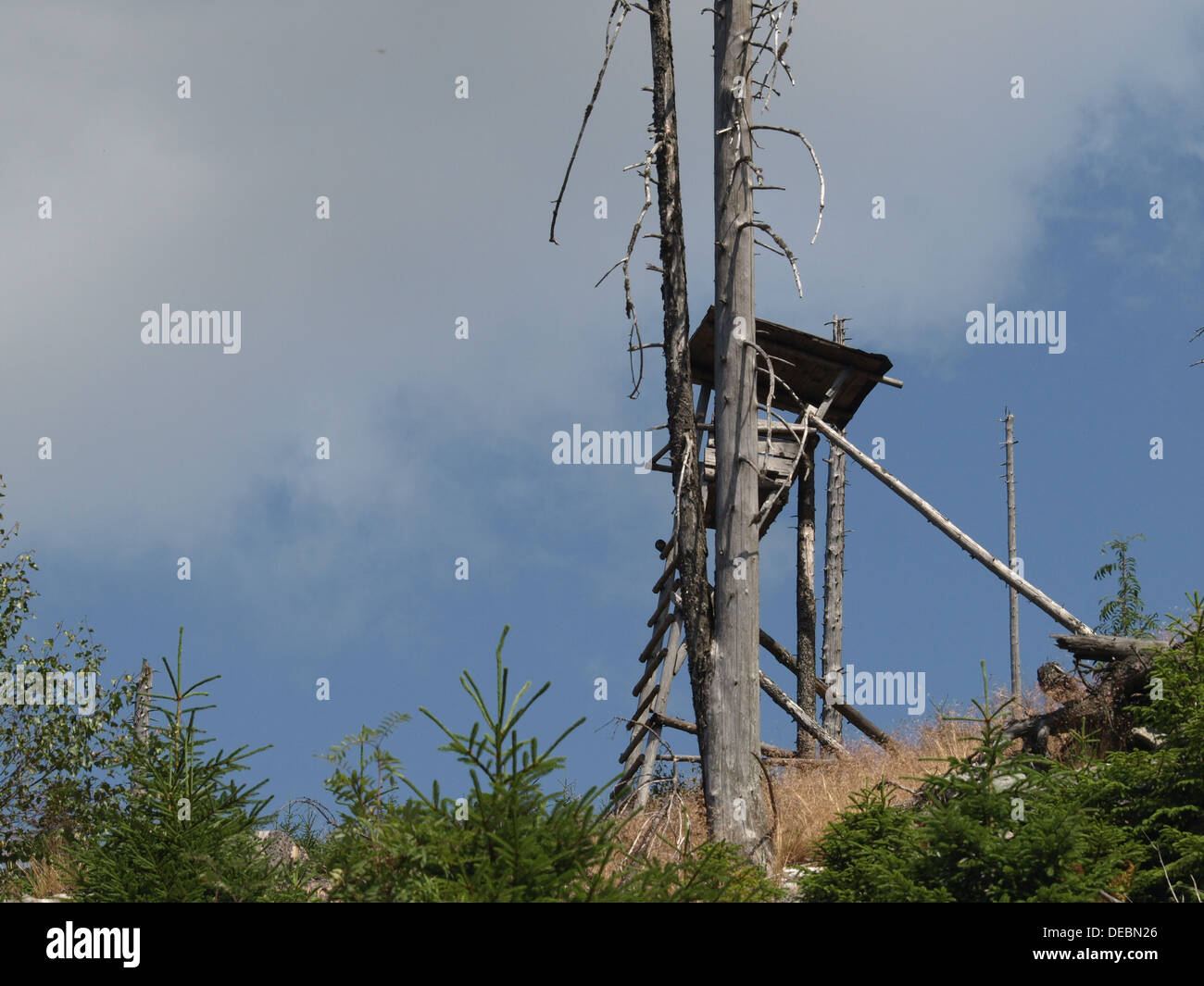 tree stand between natural wood regeneration after forest decline in ...