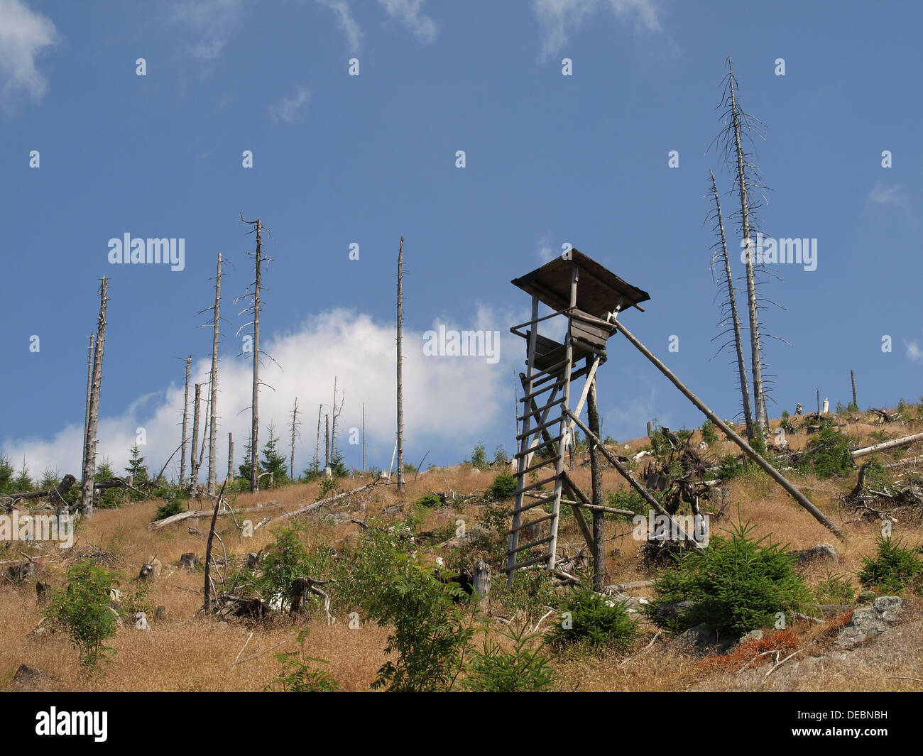 tree stand between natural wood regeneration after forest decline in ...