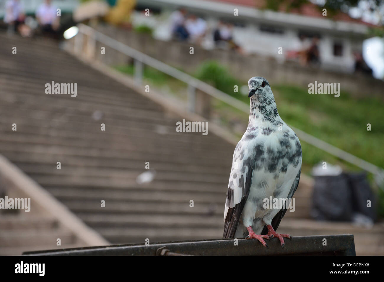 Fast moving bird hi-res stock photography and images - Alamy