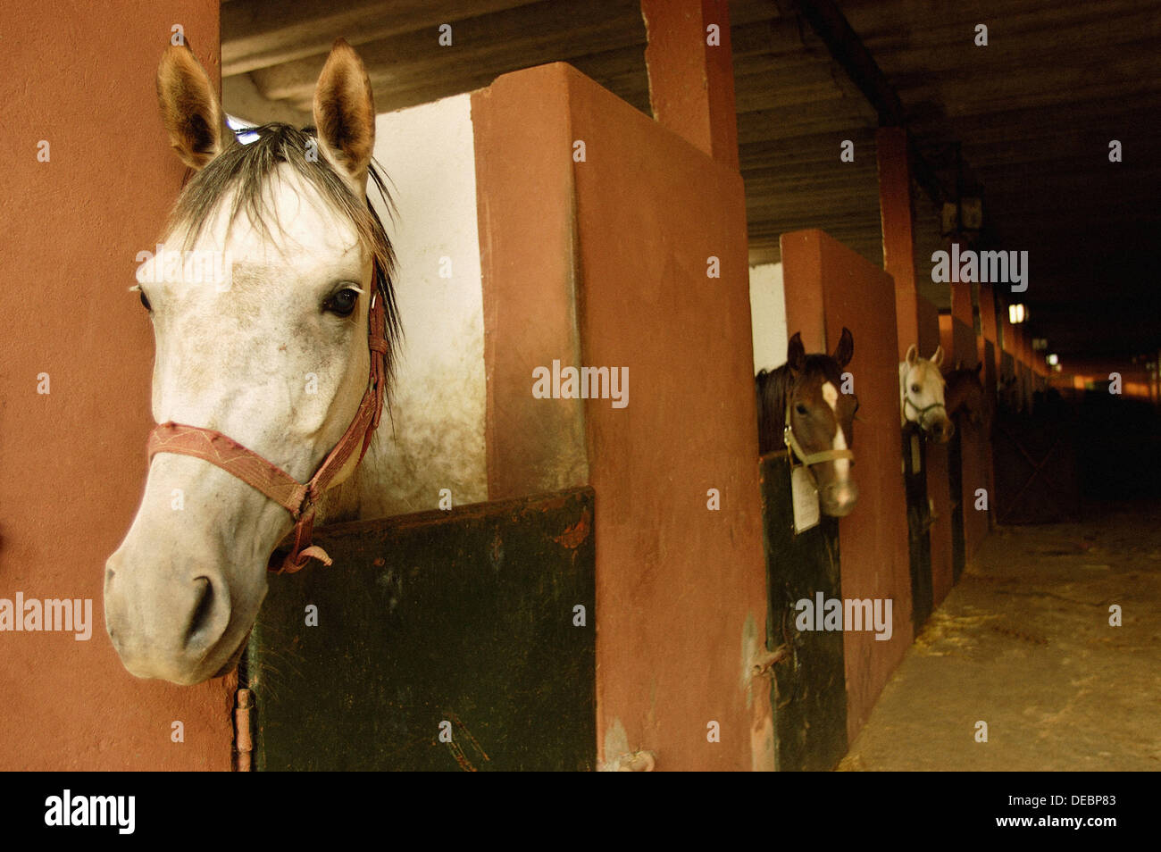 El aouda hi-res stock photography and images - Alamy