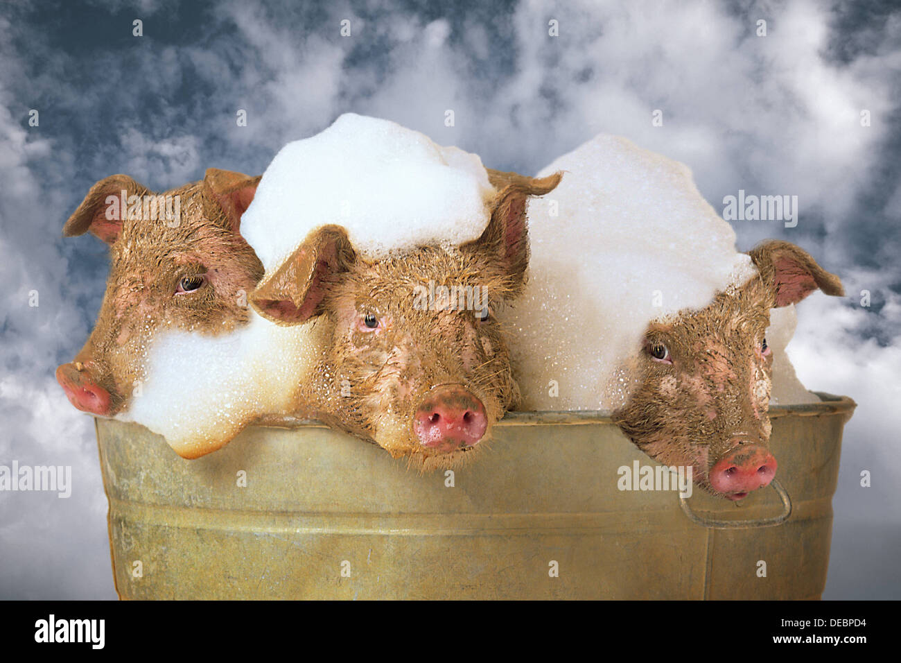 Pig Tubs High Resolution Stock Photography and Images - Alamy