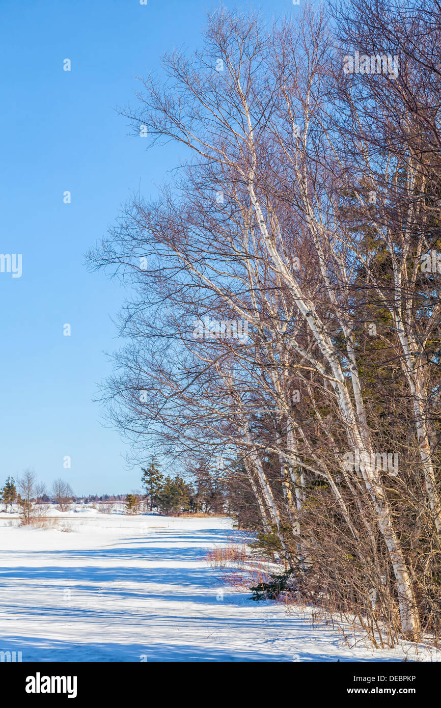 Birch trees along a farm fields covered in snow Stock Photo - Alamy