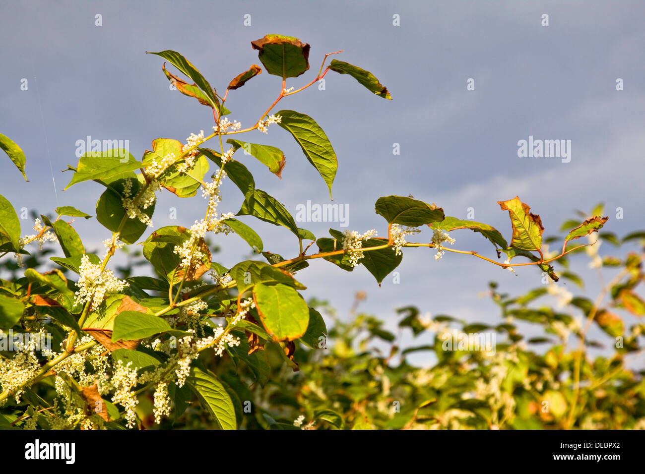 A close up of flowering Japanese Knotweed against a blue sky Stock ...