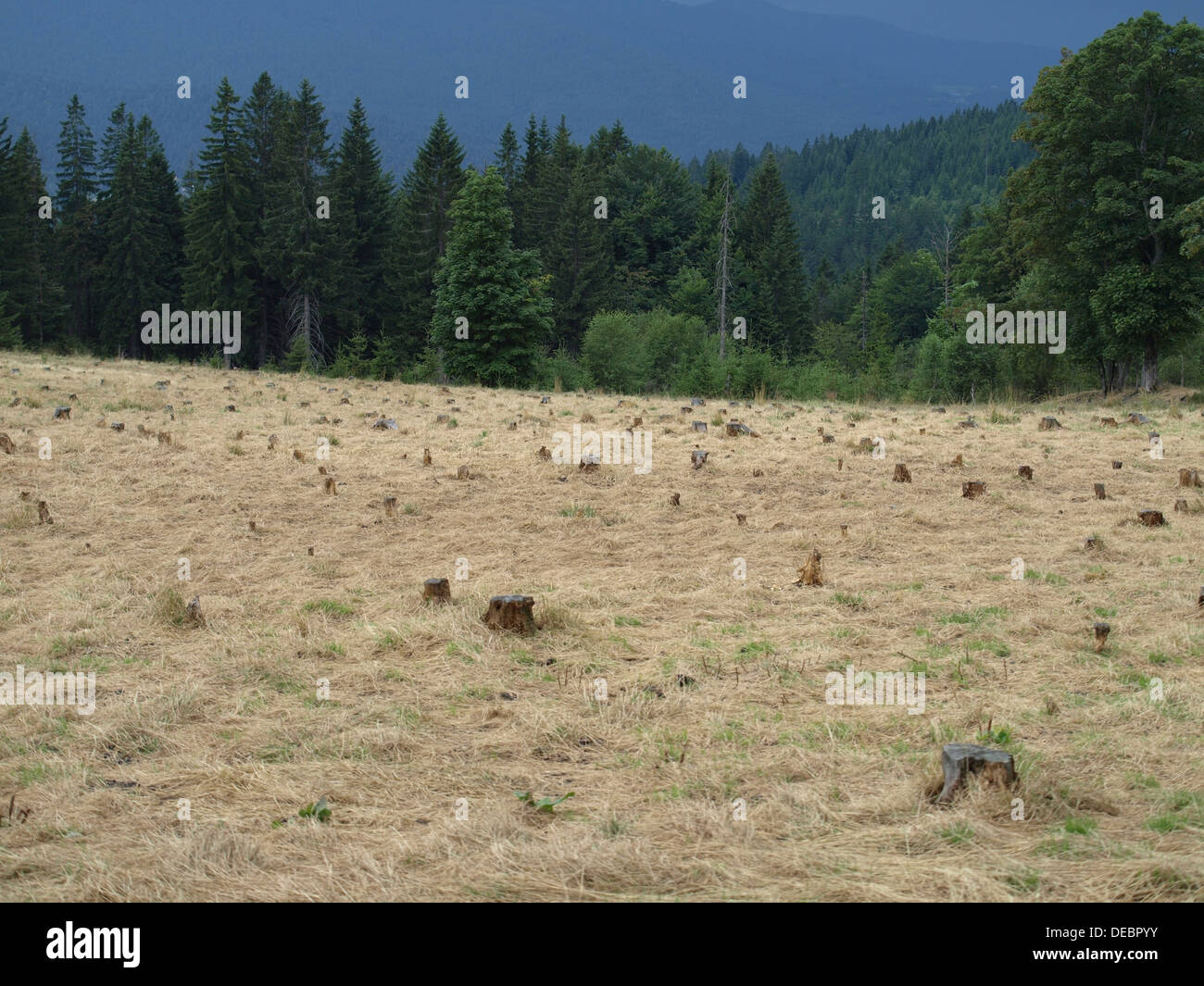 Landscapes logging nature hi-res stock photography and images - Alamy