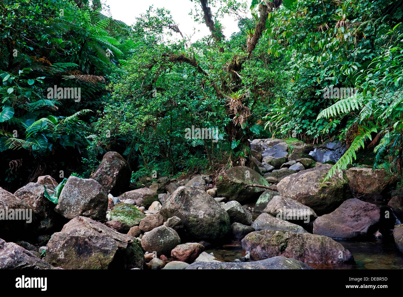 Riverbed in a rainforest, Saint-Claude, Arrondissement of Basse-Terre ...