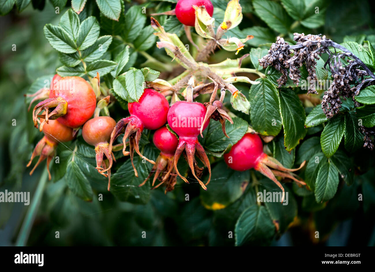 Red rose hip hi-res stock photography and images - Alamy