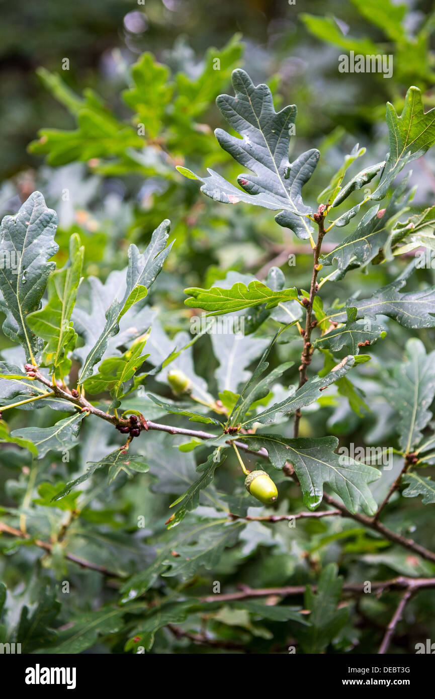 Acorns on the branches of an Oak tree in early Autumn Stock Photo - Alamy