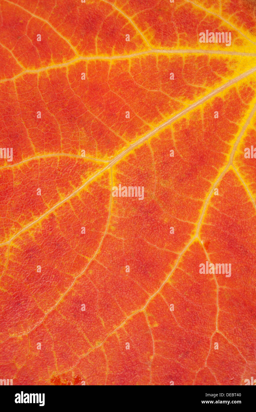 colorful autumn leaf background Stock Photo - Alamy