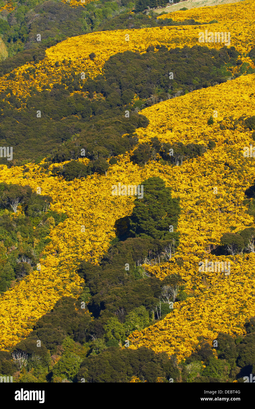 Gorse on farmland near Port Chalmers, Dunedin, Otago, South Island, New ...